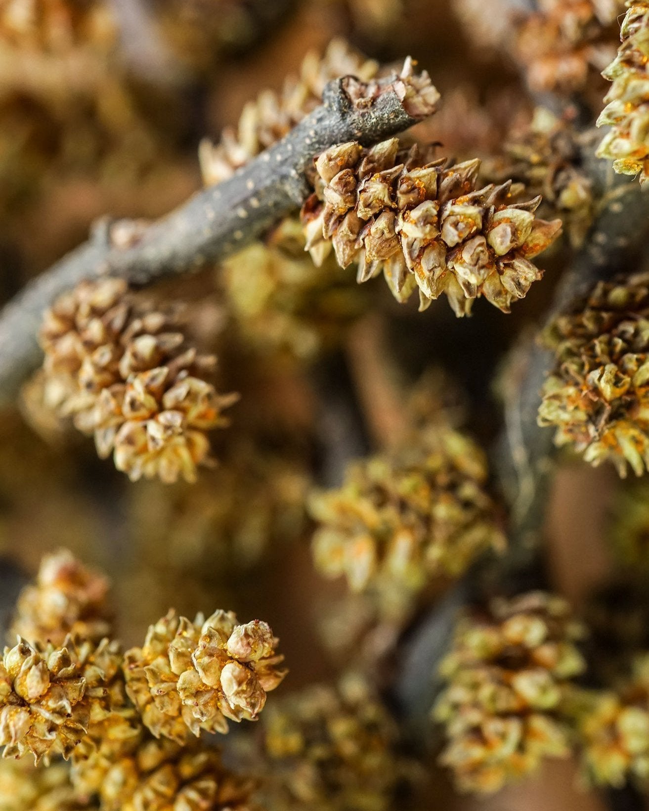 Poivre clavalier d'Amérique (du Québec) | Épices de cru – Les Minettes