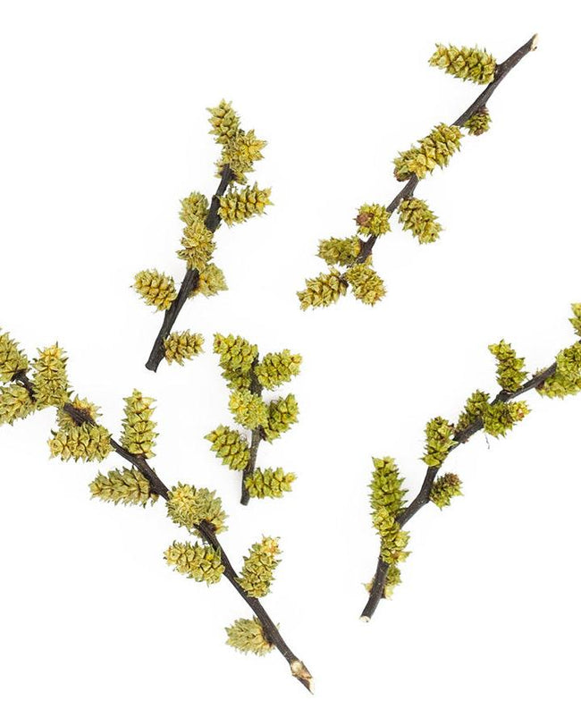 Poivre clavalier d'Amérique (du Québec) | Épices de cru – Les Minettes