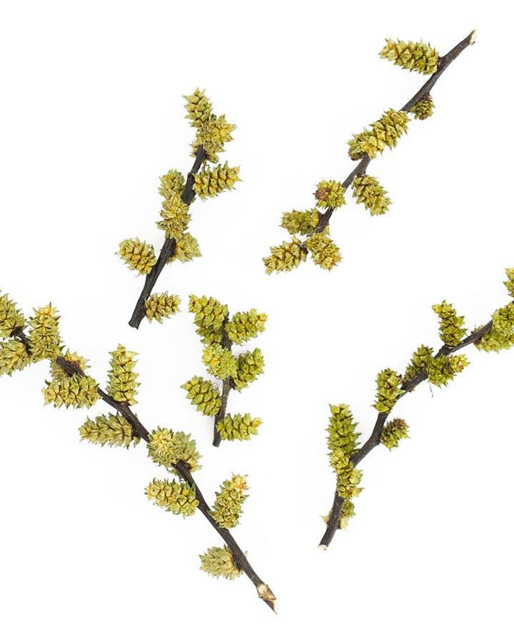 Poivre clavalier d'Amérique (du Québec) | Épices de cru – Les Minettes